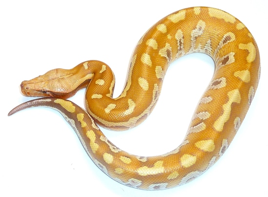 🛫 Free Shipping ♀️T+ ALBINO BLOOD PYTHON Blood Python by J&E Exotics