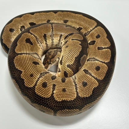 Blade Clown Ball Python by J&E Exotics