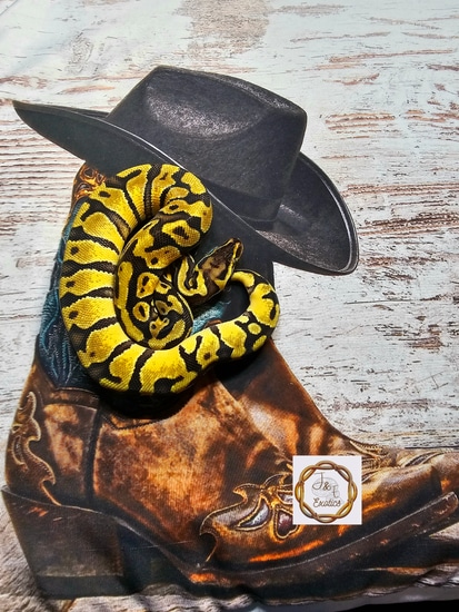 ♀️Pastel GeneX Het Pied Ball Python by J&E Exotics