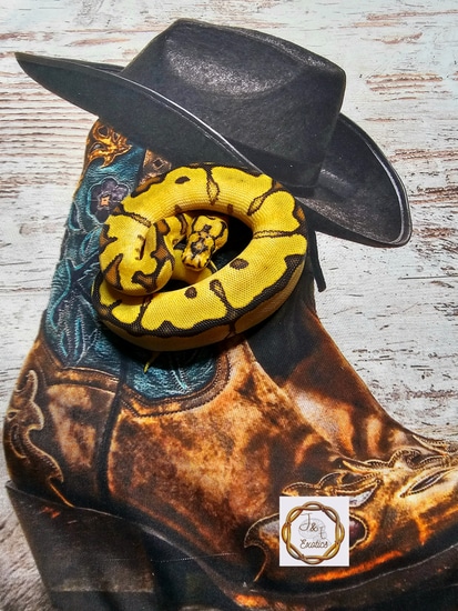 Spotnose Enchi Clown Prob Orange Dream Ball Python by J&E Exotics