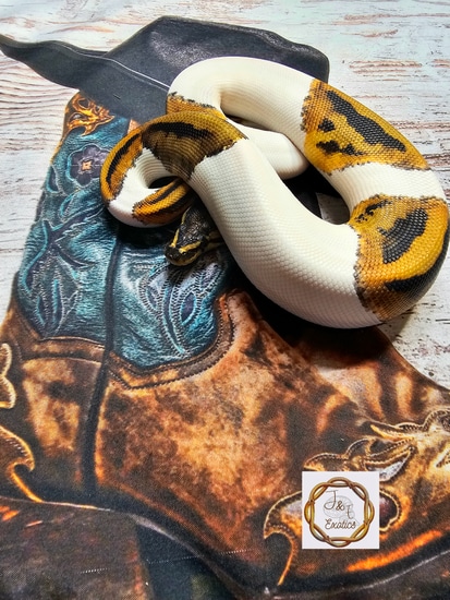 ♀️ Pied 100% Het Hypo 100% Het Clown Ball Python by J&E Exotics
