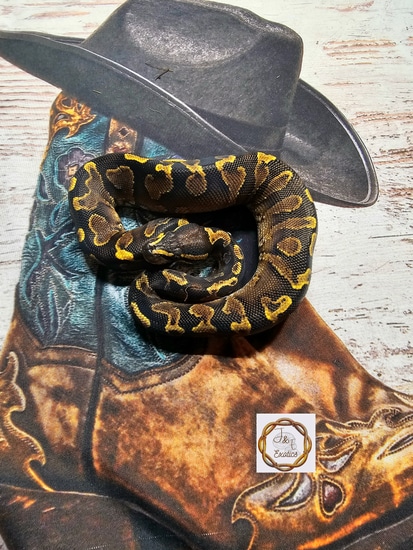 ♂️ghi Yellow Belly Ball Python by J&E Exotics
