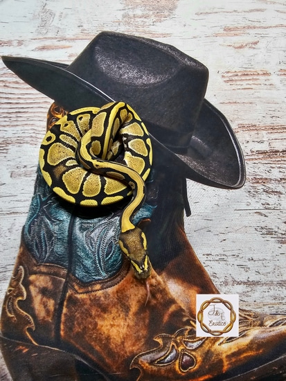 ♂️Redstripe Desert Ghost Ball Python by J&E Exotics