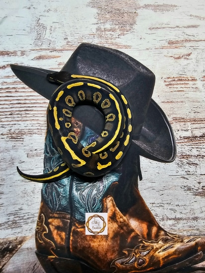 ☄️Free Shipping🛫♂️ BlackHead Mystic RG Het Hypo Ball Python by J&E Exotics