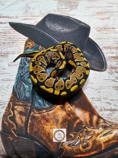 ♀️ YB 💯 Het Clown 🤡 Ball Python by J&E Exotics