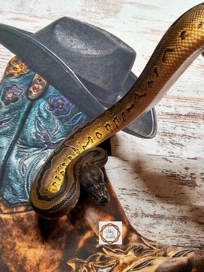 ☄️Free Shipping🛫 ♀️Calico Or Trojan Pinstripe Ball Python by J&E Exotics