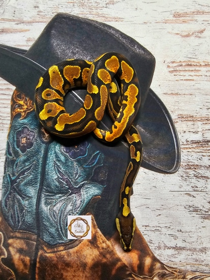 ♀️ Black Pastel Spark/YB Ball Python by J&E Exotics