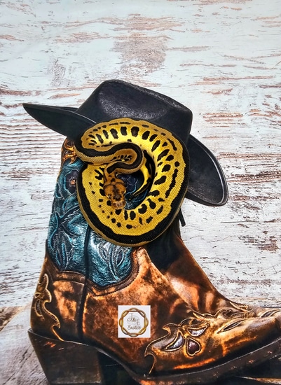 ♀️ Lace Leopard Clown (Poss YB) Ball Python by J&E Exotics