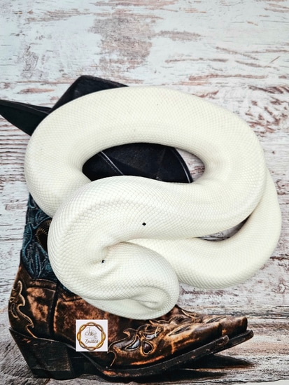 🛫 Free Shipping ♂️ High White Pied (Leopard) Proven Ball Python by J&E ...