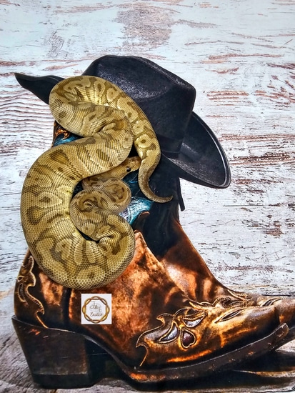 🛫 Free Shipping ♀️ Mahogany HGW YB Clown Ball Python by J&E Exotics