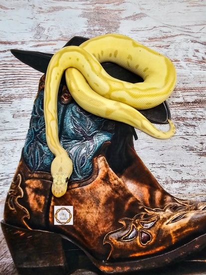 ♂️ Pastel Gotham Ball Python by J&E Exotics