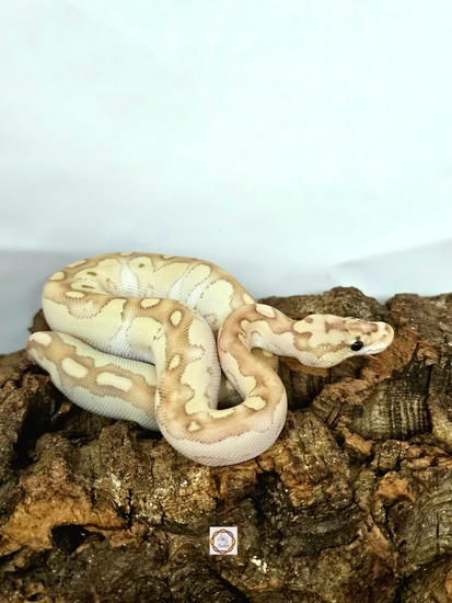 🛫 Free Shipping ♀️ Banana Lesser Clown Ball Python by J&E Exotics