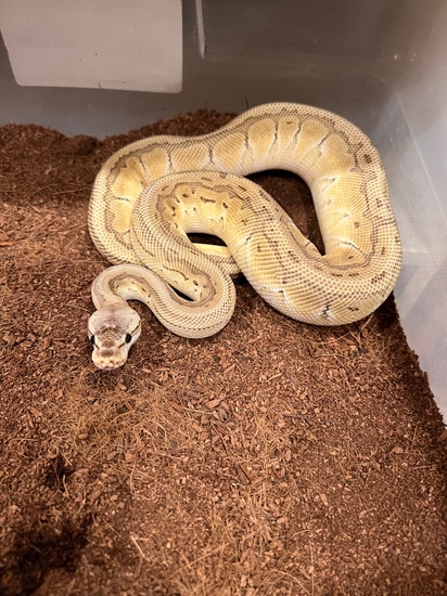 Emperor Pinstripe Ball Python by The Serpentaruim