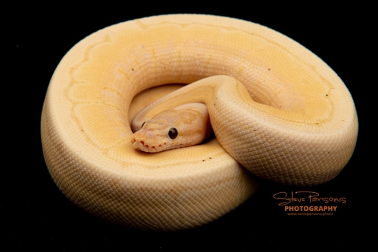Super Vanilla Banana Pinstripe Ball Python by Remarkaballs