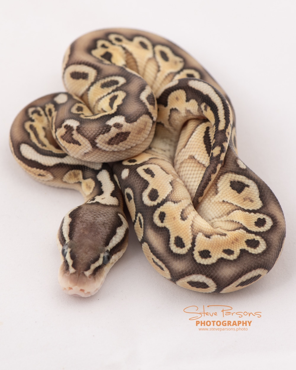 Pastel Butter Het Red Axanthic Ball Python by Remarkaballs - MorphMarket
