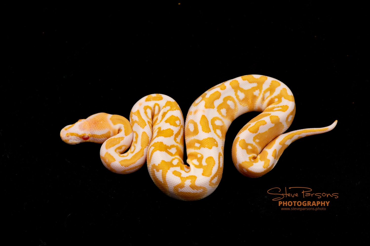 High Contrast Albino Ball Python by Remarkaballs - MorphMarket