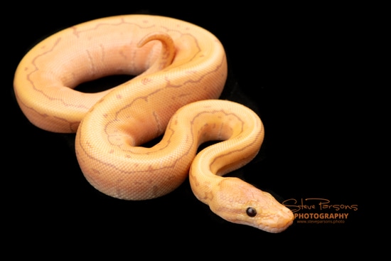 Banana Fire Pin Ball Python by Remarkaballs
