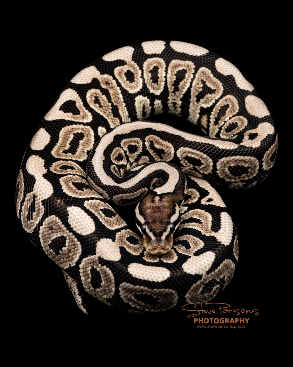 VPI Axanthic Spotnose Black Pastel Ball Python by Remarkaballs ...
