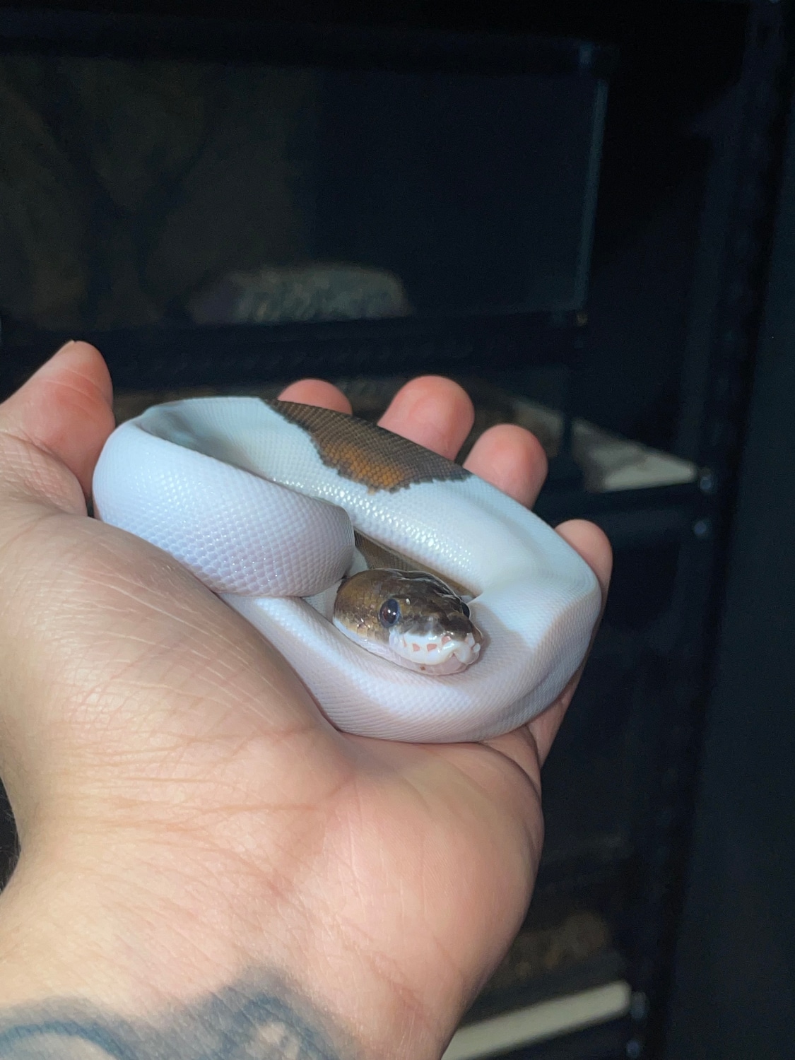 Black Pastel Pied Ball Python by TrapHousePythons - MorphMarket