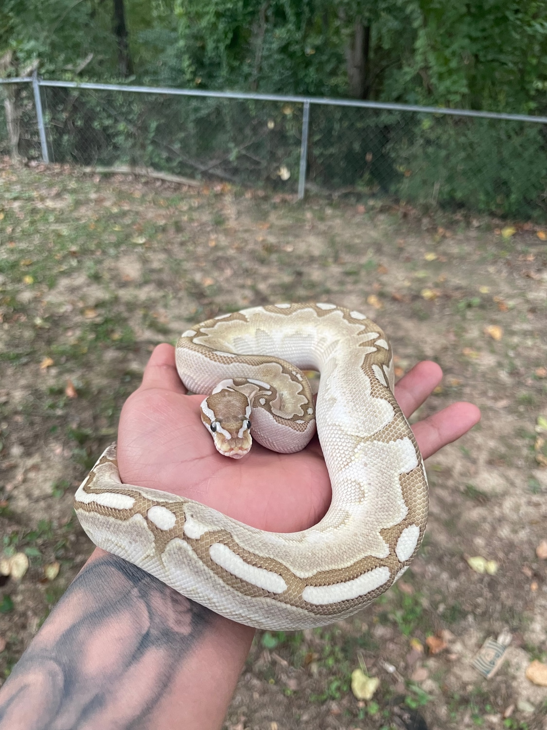 Bamboo Enchi 100%het Hypo Ball Python by TrapHousePythons - MorphMarket