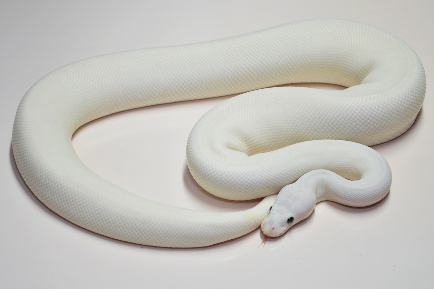 Super Fire Yellow Belly Ball Python by Memphis Reptiles - MorphMarket