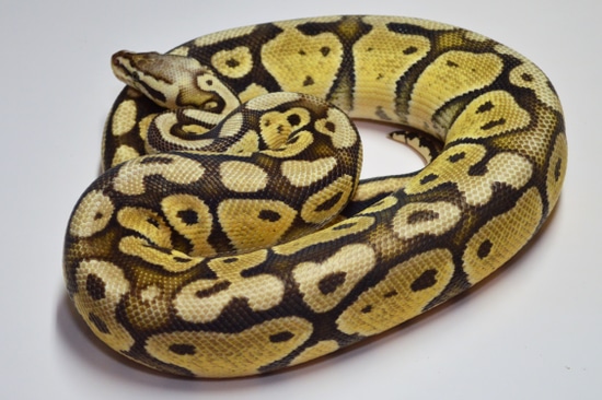 Pastel Vanilla 100% Het Jolliff Axanthic Ball Python by Memphis Reptiles