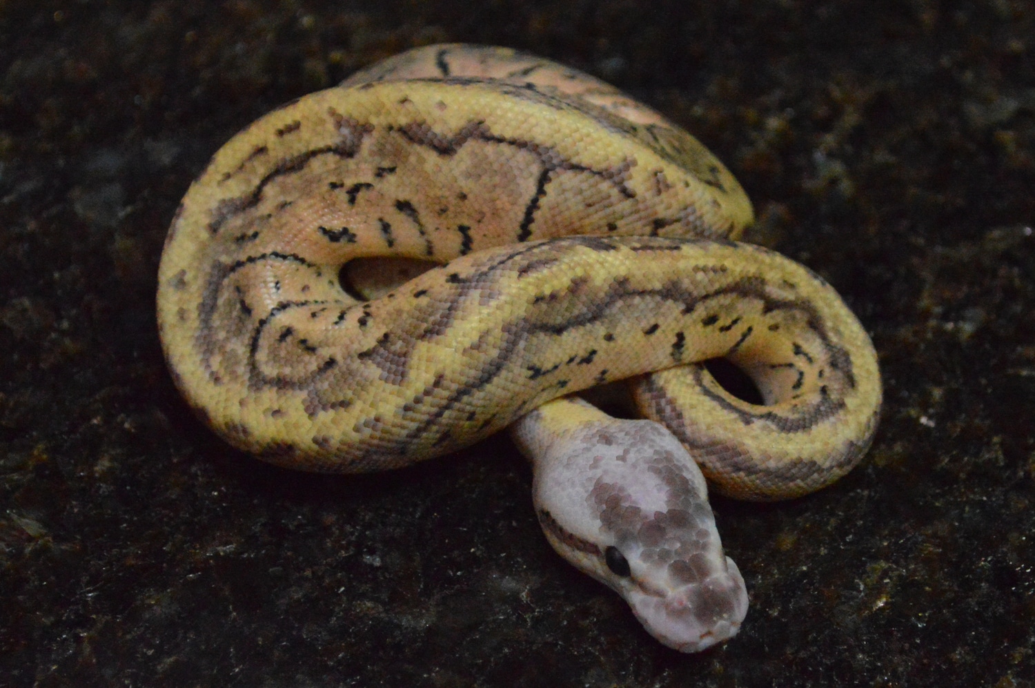 Lemonblast Het Desert Ghost Ball Python by Memphis Reptiles - MorphMarket