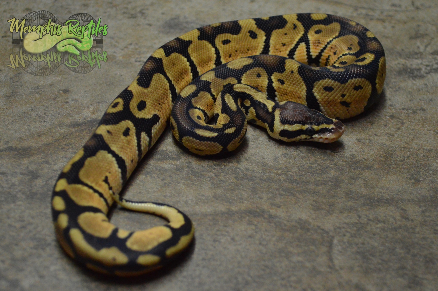 Jolliff Tiger Pastel 100% Het Jolliff Axanthic Ball Python by Memphis ...
