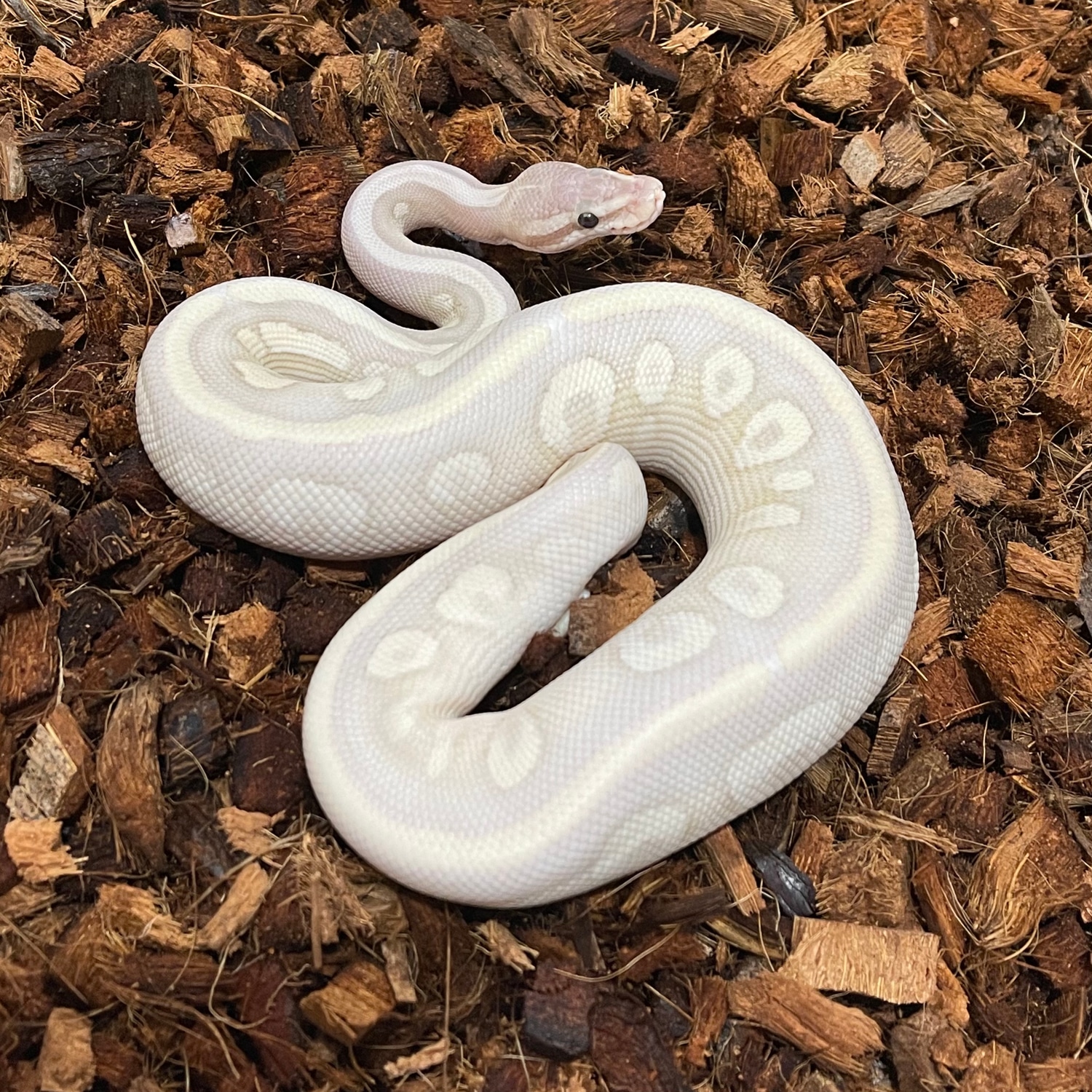 Coral Glow Opal Diamond Ball Python by Memphis Reptiles - MorphMarket