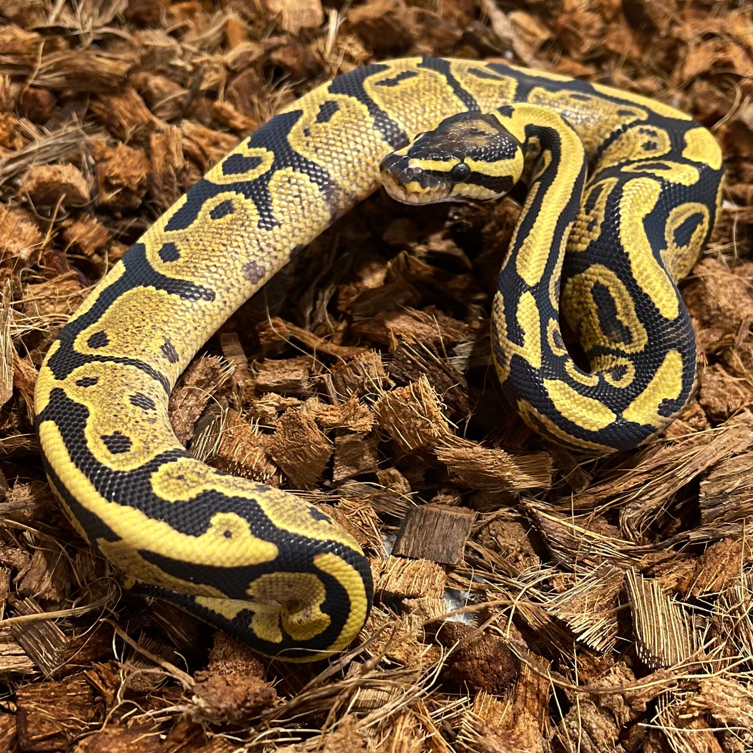 Fire 100% Het Hypo Ball Python by Memphis Reptiles - MorphMarket