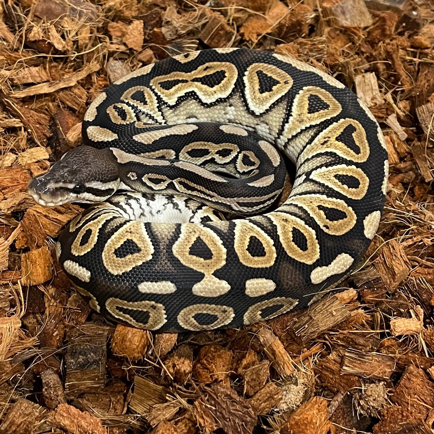Cinnamon 100% Het Clown Ball Python by Memphis Reptiles - MorphMarket