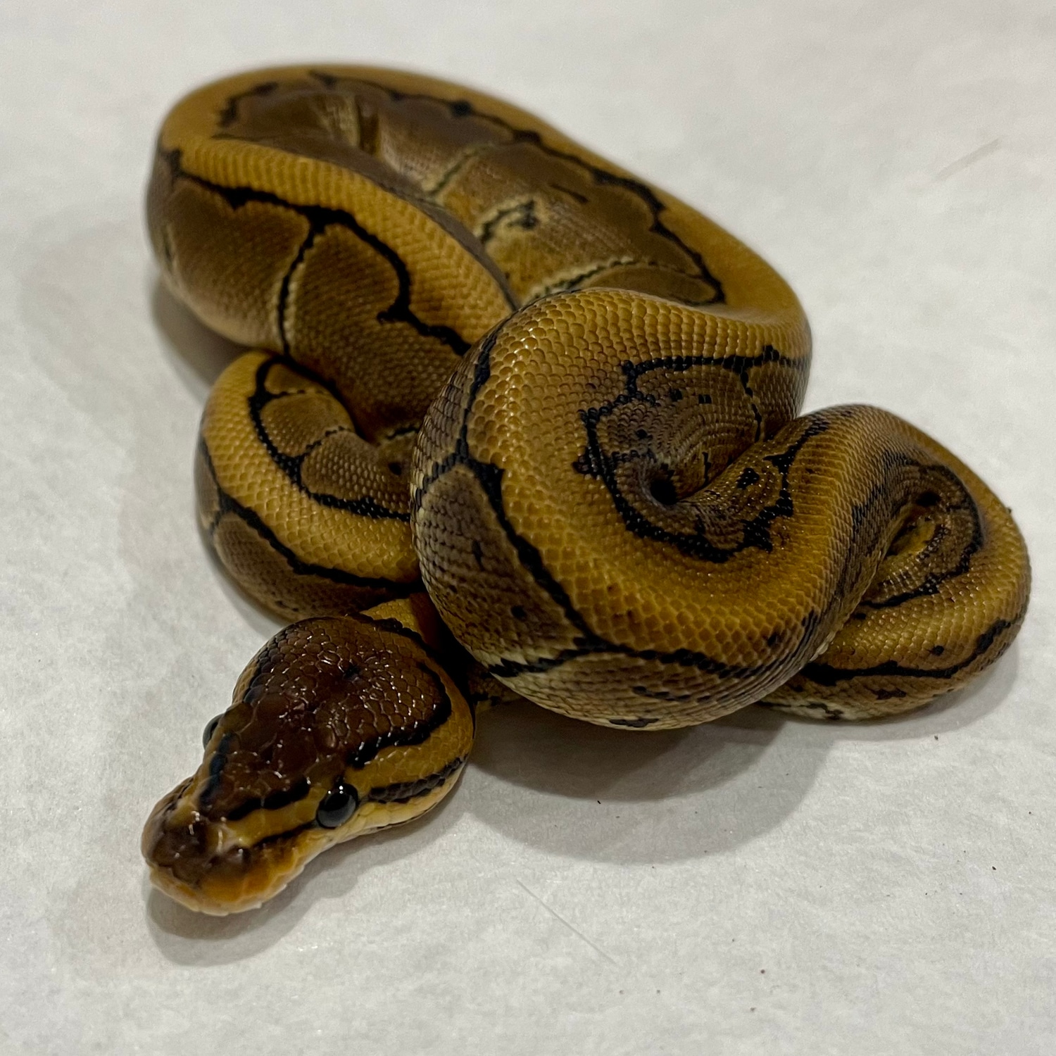 Pinstripe Het Desert Ghost Het Clown Ball Python by Memphis Reptiles ...