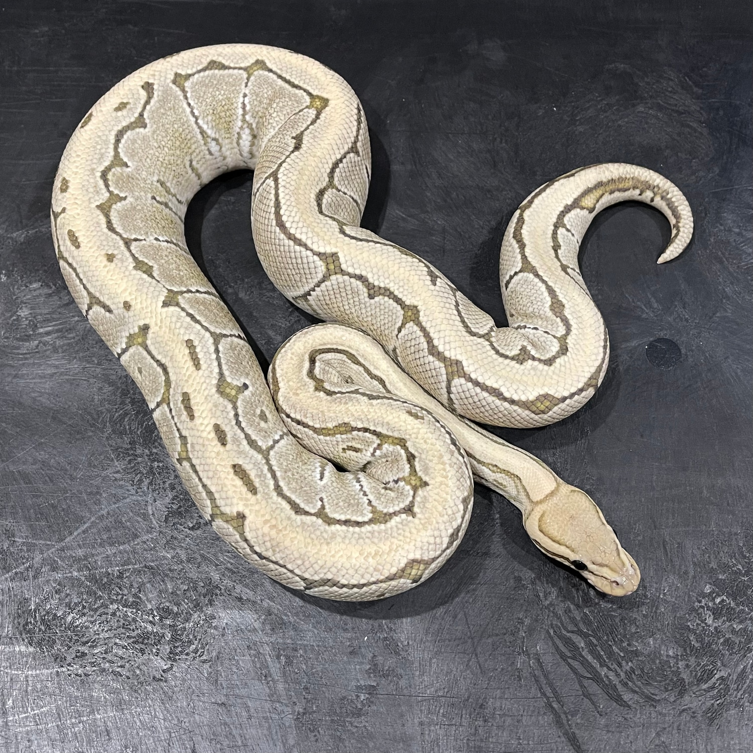 Desert Ghost Pinstripe Ball Python by Memphis Reptiles - MorphMarket