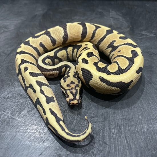 Fire Spotnose Desert Ghost Ball Python by Memphis Reptiles
