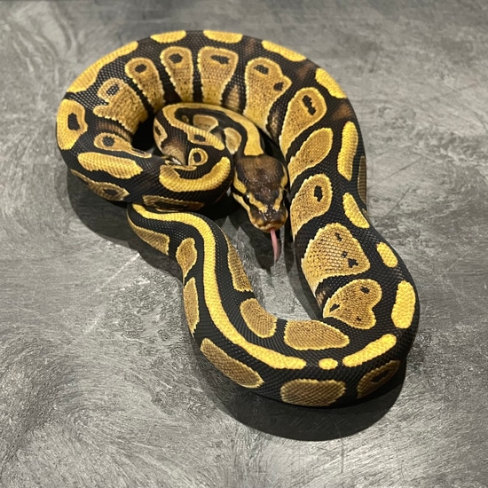 Russo Specter Ball Python by Memphis Reptiles