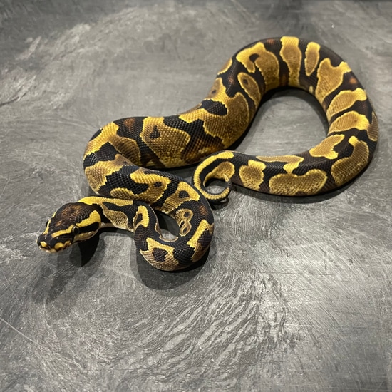 Enchi Russo Yellowbelly Ball Python by Memphis Reptiles