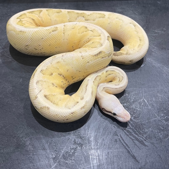 Vanilla Scream Ball Python by Memphis Reptiles