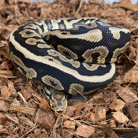 Black Pastel Spotnose Phantom 100% Het Desert Ghost Ball Python by ...