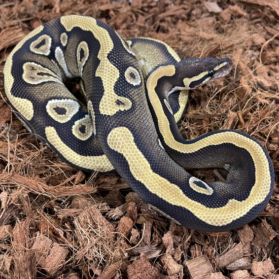 Mojave 100% Het Puzzle Ball Python by Memphis Reptiles