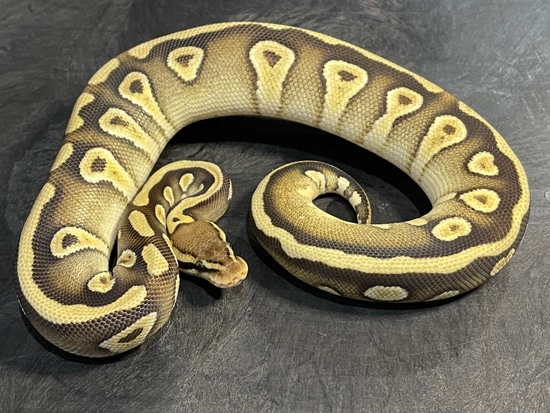 Pastel Mojave 100% Het Puzzle Ball Python by Memphis Reptiles