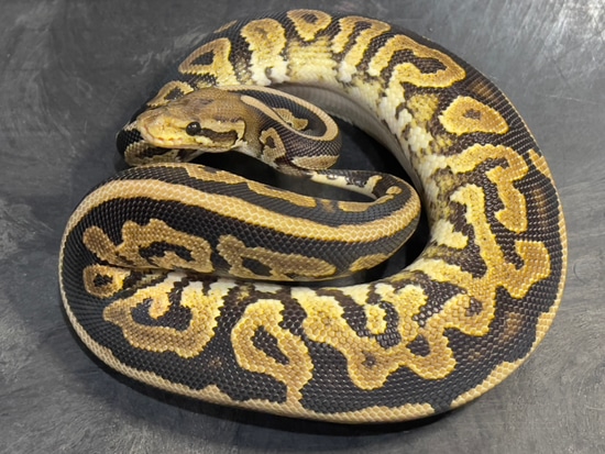 Black Pastel Phantom Spotnose 100% Het Desert Ghost Ball Python by ...