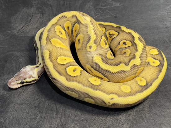 Super Pastel Phantom Yellowbelly 100% Het Puzzle Ball Python by Memphis Reptiles