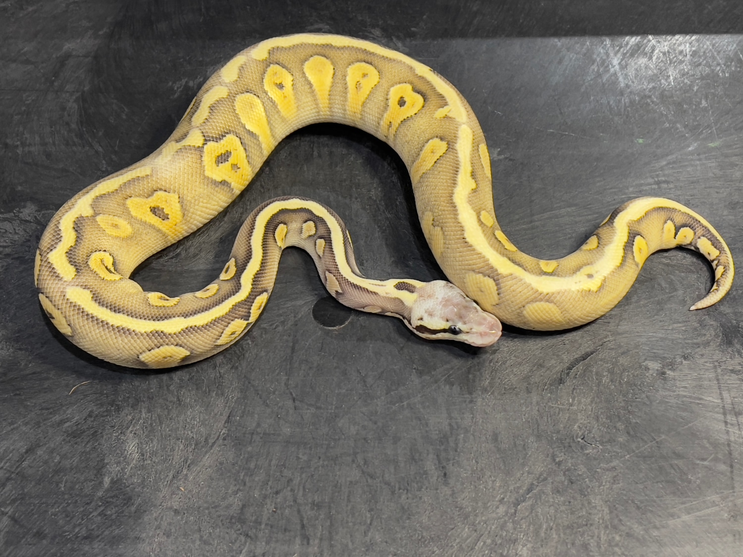 Super Pastel Phantom Yellowbelly 100% Het Puzzle Ball Python by Memphis ...