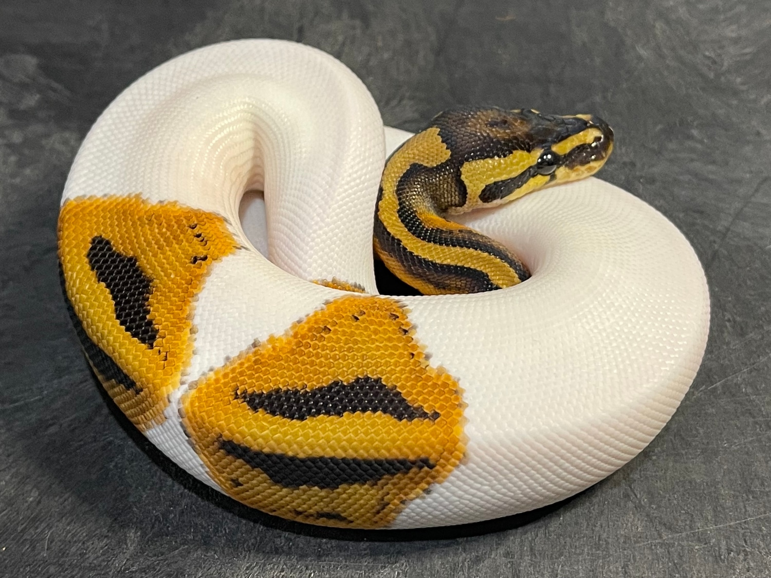 Pied Ball Python by Memphis Reptiles - MorphMarket