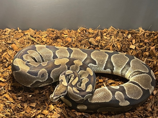 Jolliff Axanthic Tiger Ball Python by Memphis Reptiles