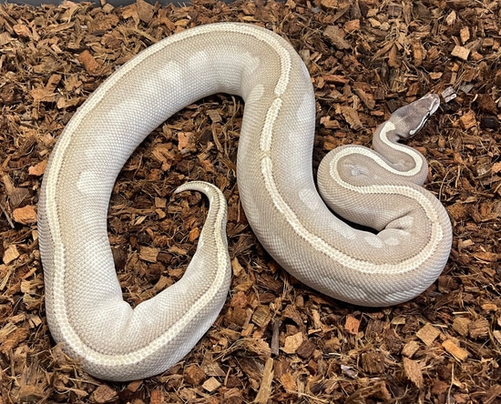 Purple Passion Ball Python by Memphis Reptiles