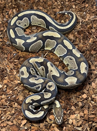 Russo Specter Ball Python by Memphis Reptiles