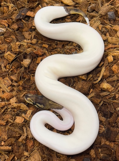 Black Pastel Pied Ball Python by Memphis Reptiles