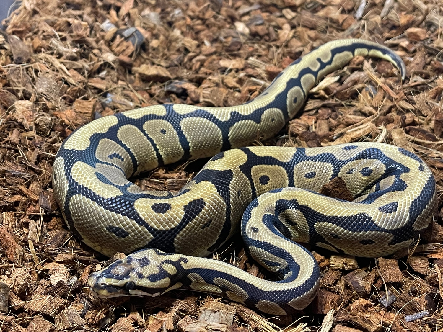 Spotnose Het Desert Ghost Ball Python by Memphis Reptiles - MorphMarket