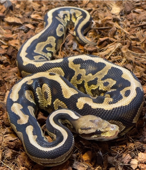 Black Pastel Spotnose Phantom Het Desert Ghost Ball Python by Memphis ...